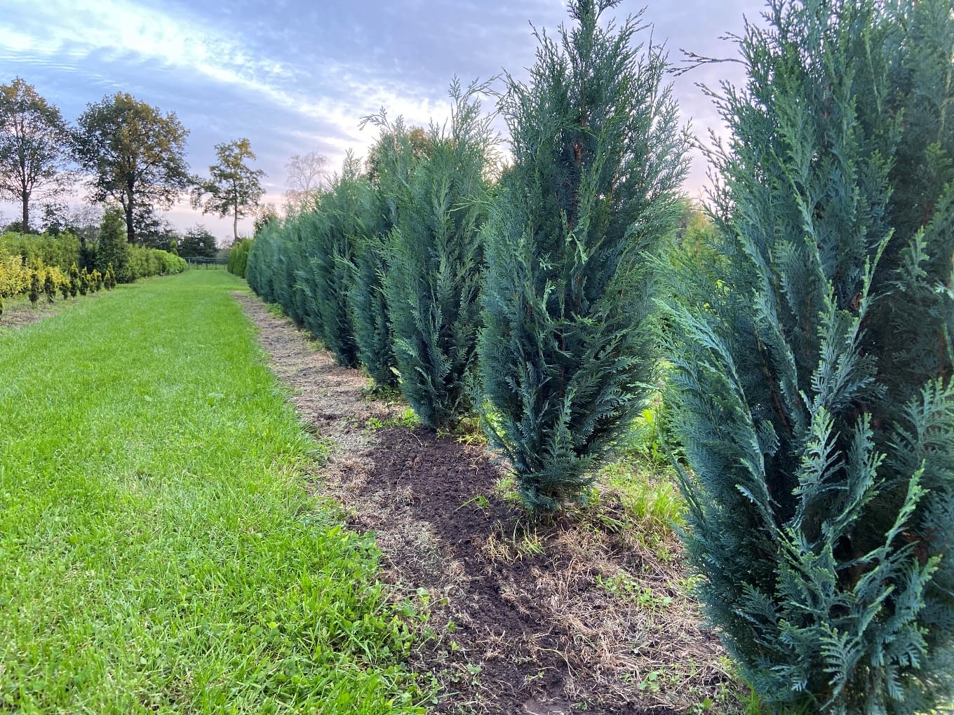 Columnaris – HOFKWEKERIJ KLEINSMAN